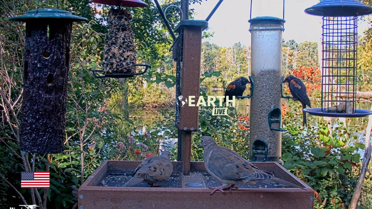 Cornell Lab Feeder Live Webcam, Cornell Bird cam, Ithaca, NY, USA | View Earth Live